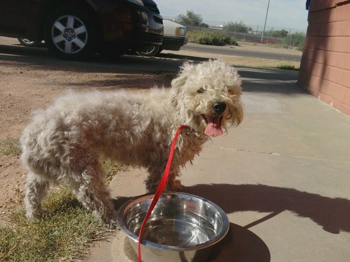 Flip That Dog!