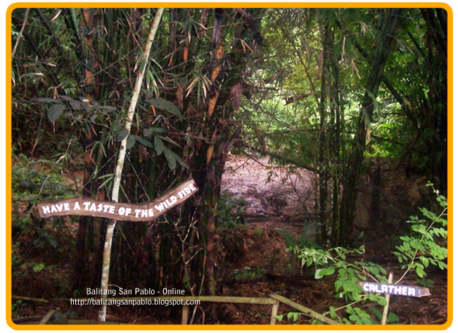 MAGTANIM NG KAWAYAN, PARA SA KATATAGAN NG KAPALIGIRAN