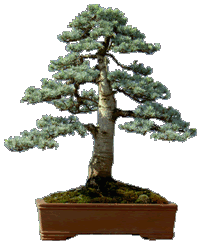 TODO BONSAI: Ficha: CEDRO
