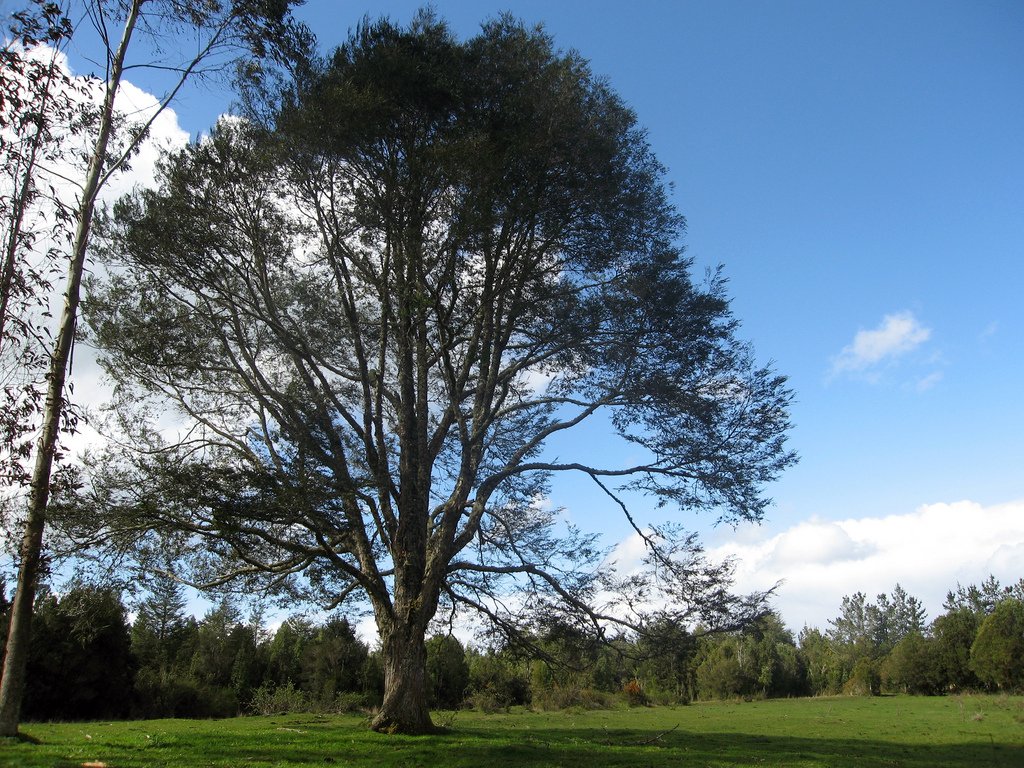 Coigüe - Nothofagus dombery | Bosqueja ::: Proyecta el bosque