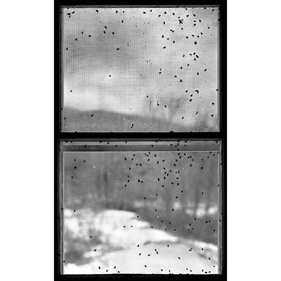 art&insects: Bing Wright
