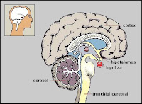 de toateee: Sistemul Endocrin