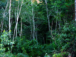 FotoCésarCox: Carretera Tarapoto,Puente Colombia,Shapaja, Chazuta