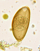 Chameleon World: Health Section E -Parasites