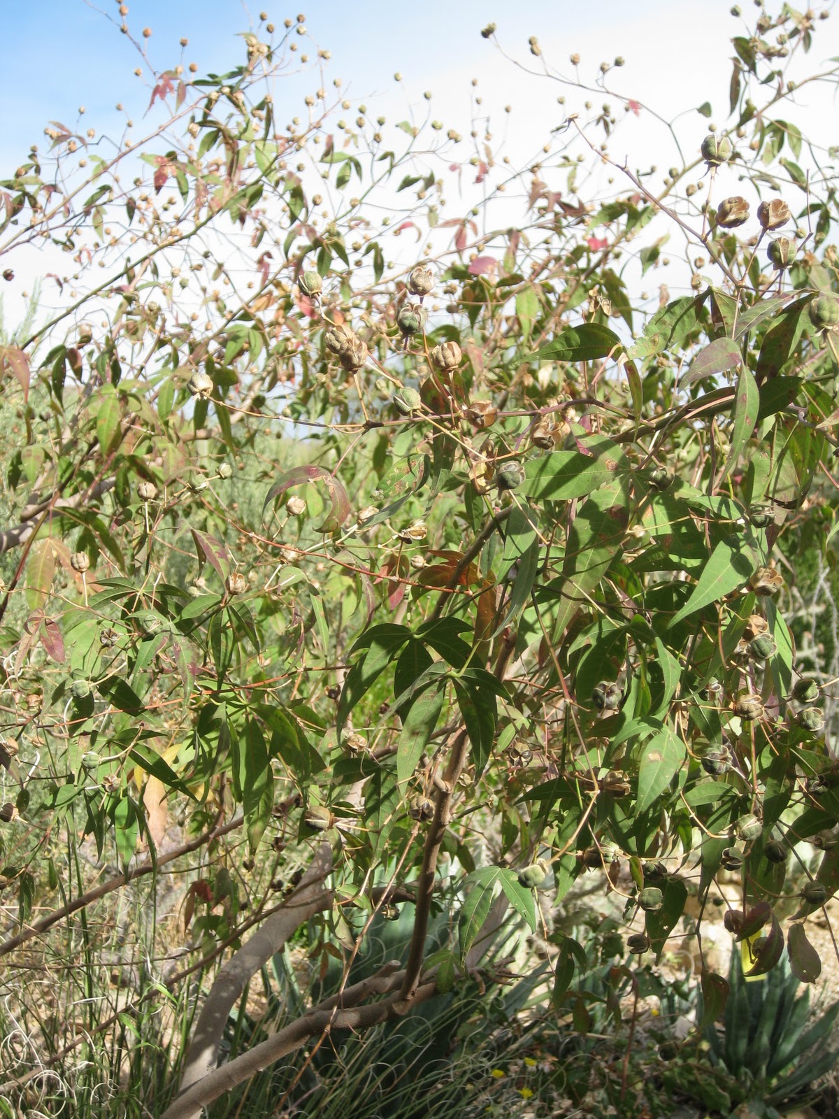 Perplexing Plants: Gossypium thurberi