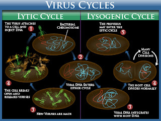 Virus Biology: Reproduksi Virus