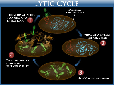 Virus Biology: Reproduksi Virus