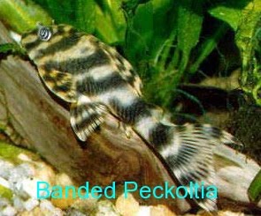 Everything About Aquariums: The Album of Fresh Water Fish (2) (Plecostomus)