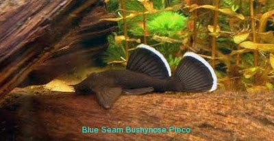 Everything About Aquariums: The Album of Fresh Water Fish (2) (Plecostomus)