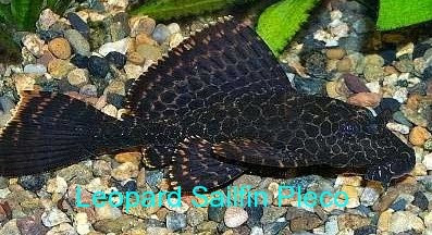 Everything About Aquariums: The Album of Fresh Water Fish (2) (Plecostomus)
