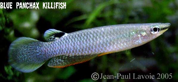 Everything About Aquariums: The Album of Fresh Water Fish (6)(Killifish ...
