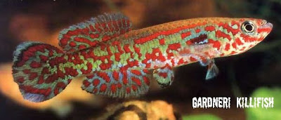 Everything About Aquariums: The Album of Fresh Water Fish (6)(Killifish ...