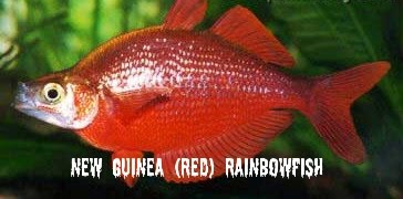 Everything About Aquariums: The Album of Fresh Water Fish (7)(Rainbowfish)
