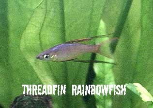 Everything About Aquariums: The Album of Fresh Water Fish (7)(Rainbowfish)