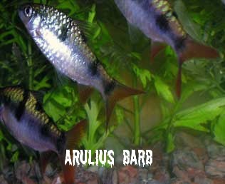 Everything About Aquariums: The Album of Fresh Water Fish (9)(Cyprinids ...