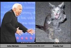 Cat Look-Alike | My Dearcats DC