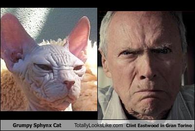 Cat Look-Alike | My Dearcats DC