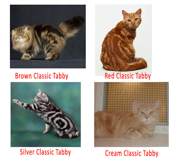 Corak Tabby Pada Kucing | My Dearcats DC