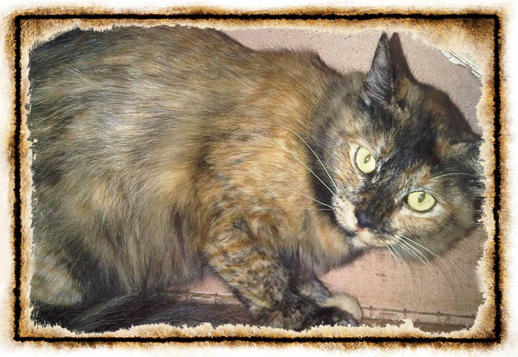 Fakta Torties dan Torbies | My Dearcats DC