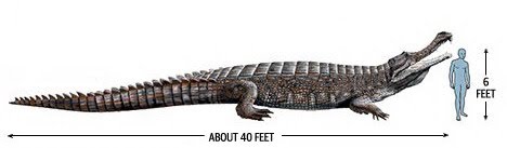 จระเข้ ที่ ใหญ่ที่สุดในโลก ( Biggest Crocodile ) | Dek-D.com