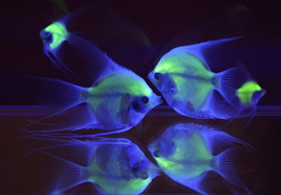 wowboom: ปลาเทวดา เรืองแสง ใหญ่ที่สุดโลก ( World's first fluorescent fish )