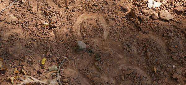 Hipódromos y caballos - Racetracks and horses: Pisadas mágicas ...