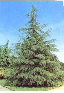 Cervera Verde: árbol de la semana: El Cedro