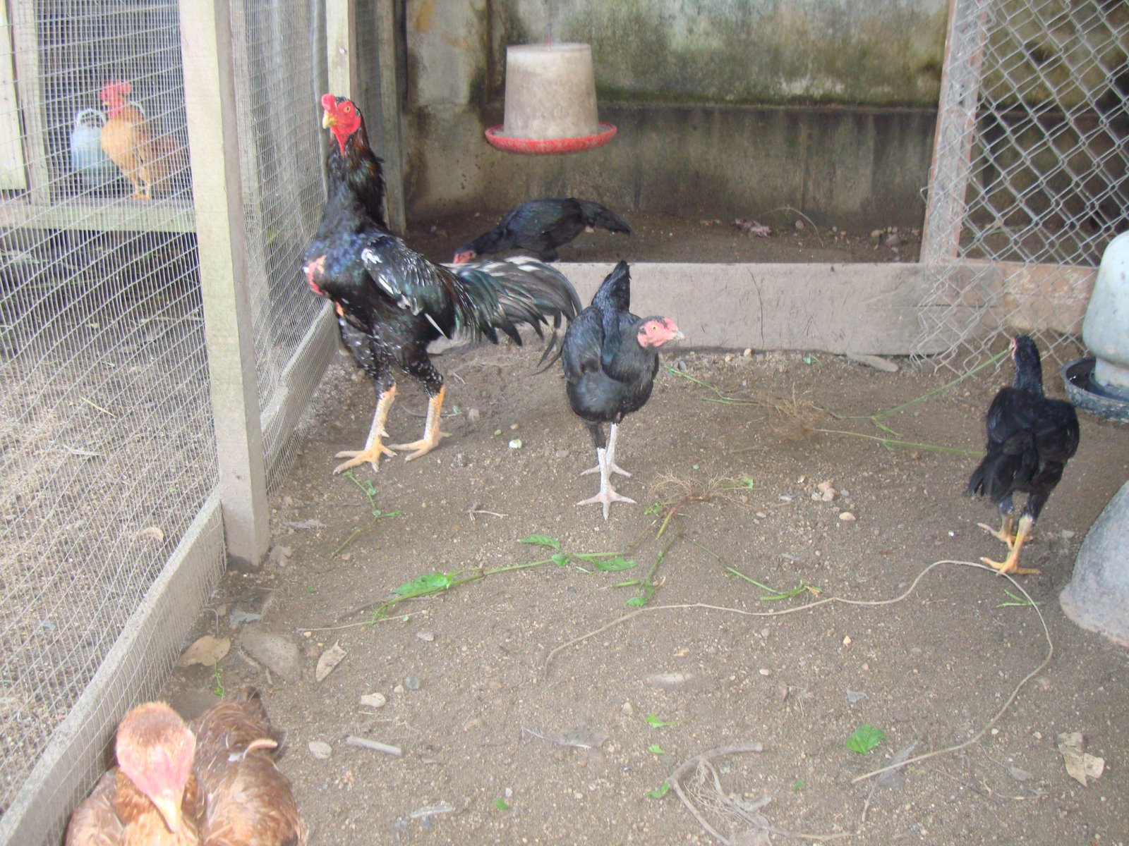 FAIZ FARM: Baka ayam baik