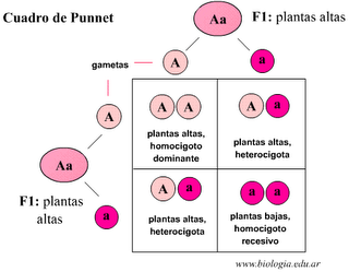 Mi Primer Blog: Heterosis y Homocigosis