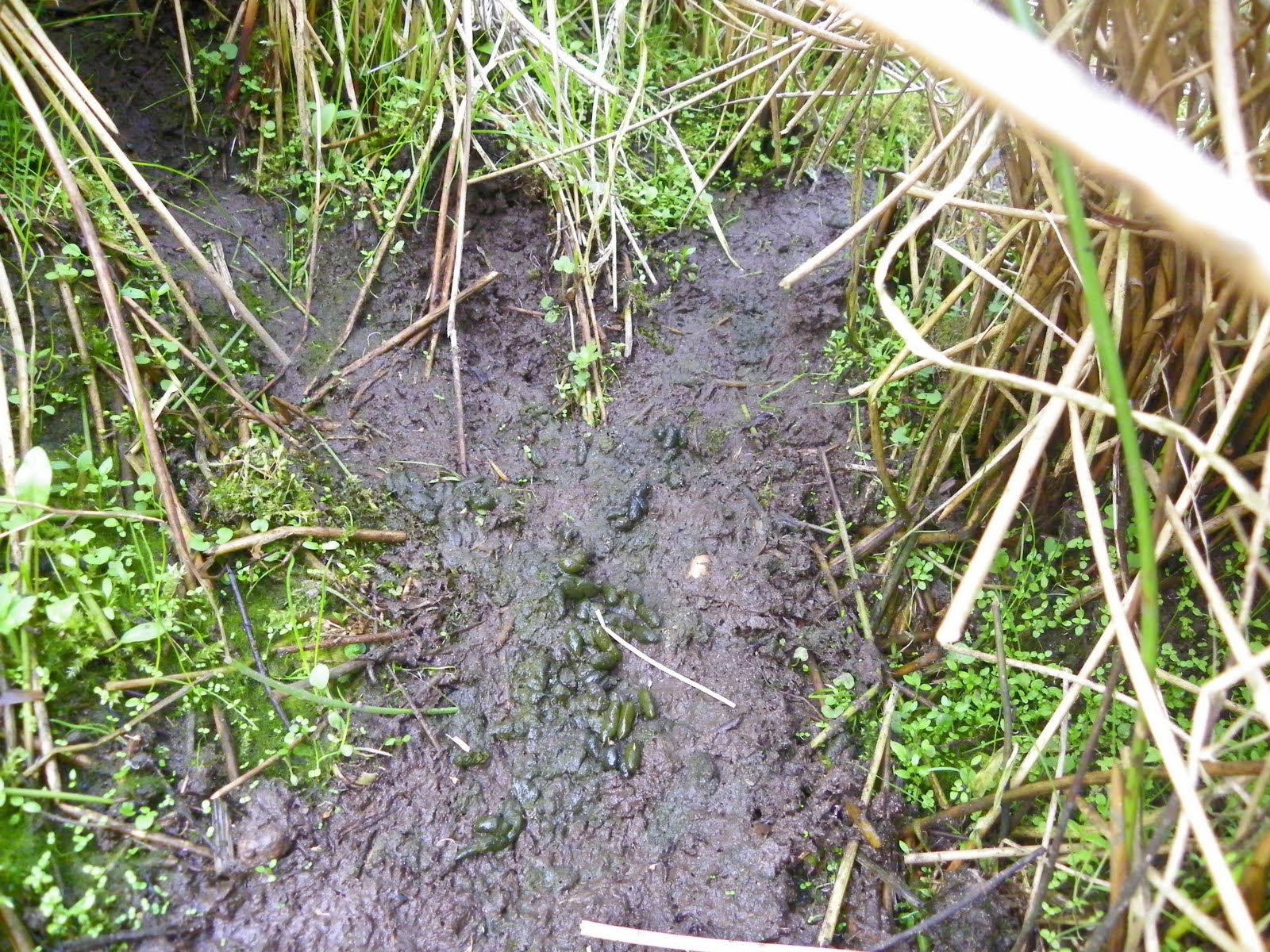 About a Brook: Where do Water Voles Burrow when there are No Banks?