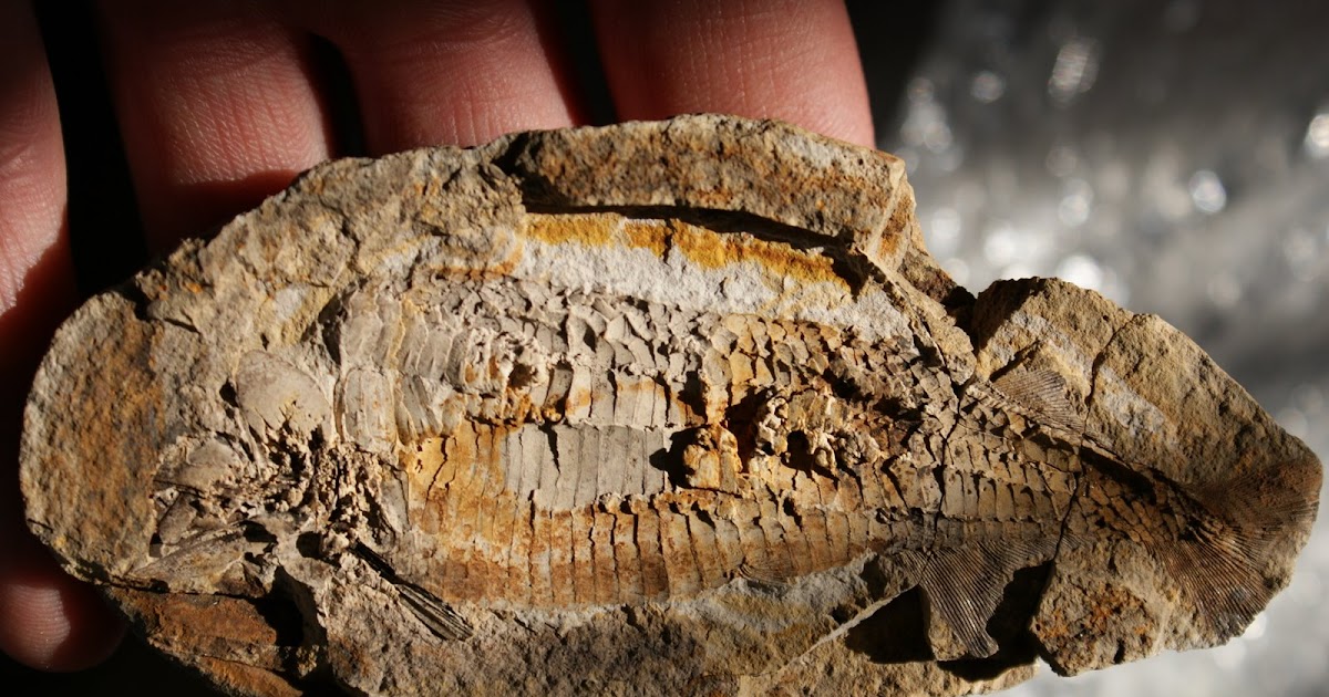All things Natural History: Triassic fish from Madagascar