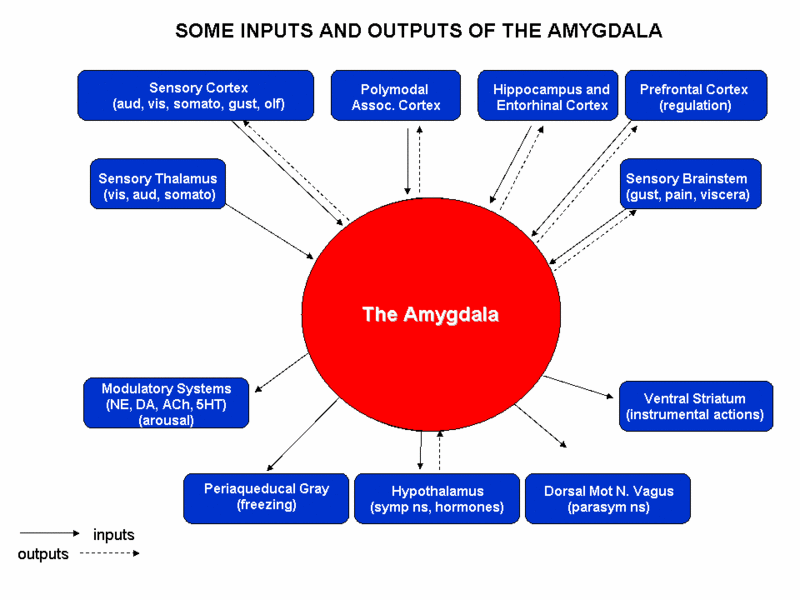 aafotografy: ::Amygdala, The Biological Emotion Engine.