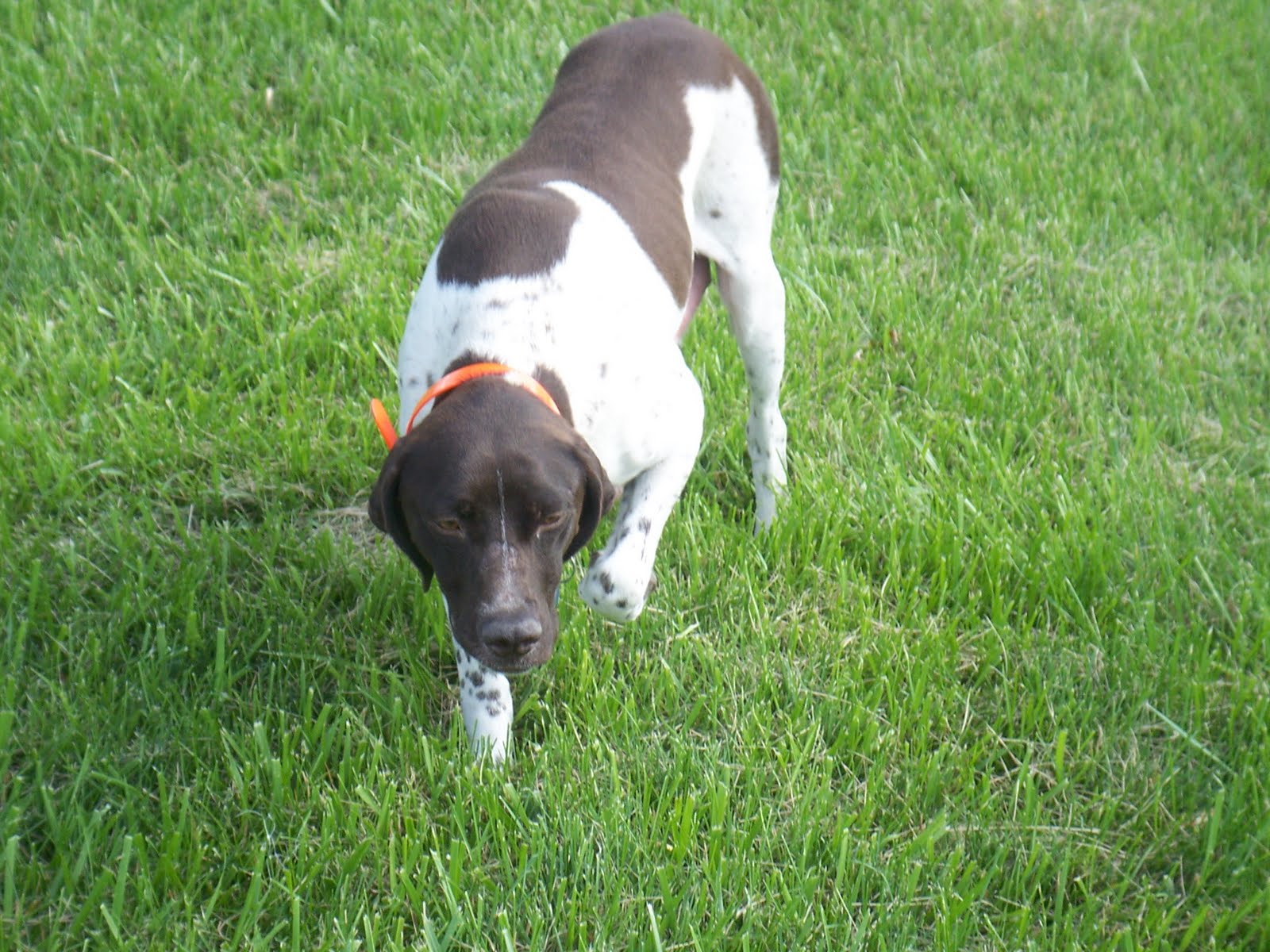 Bird Dog Puppies / Champion German Shorthaired Pointer Pups