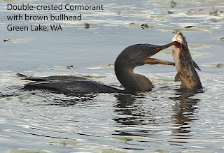 Northwest Nature Notes: CORMORANTS