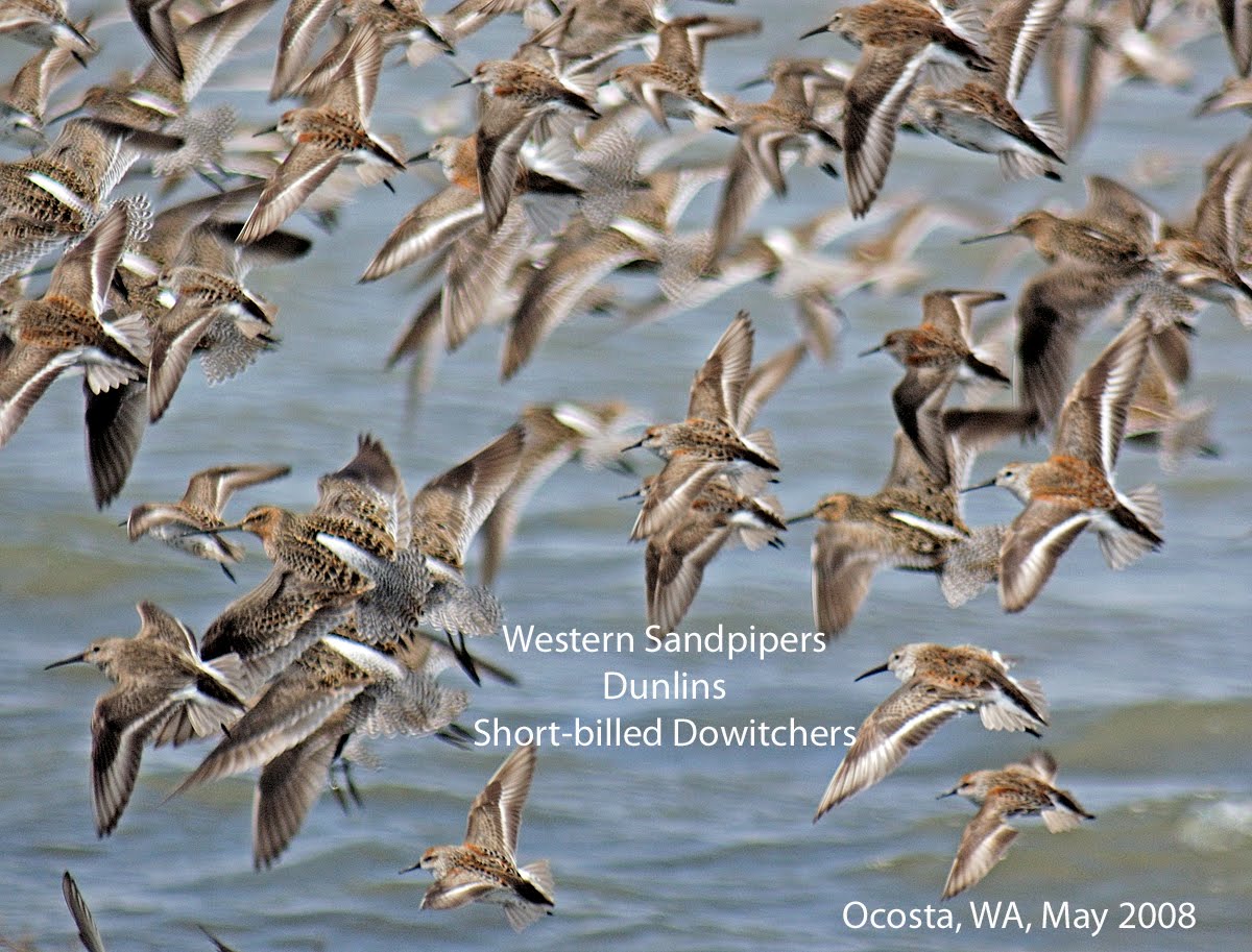 Northwest Nature Notes: SHOREBIRDS ON THE MOVE