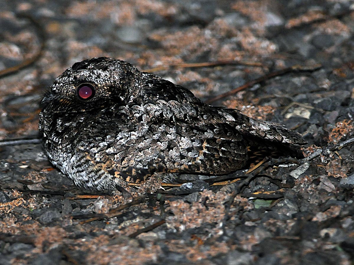 Northwest Nature Notes: POORWILL, BEAUTIFUL BIRD OF THE NIGHT