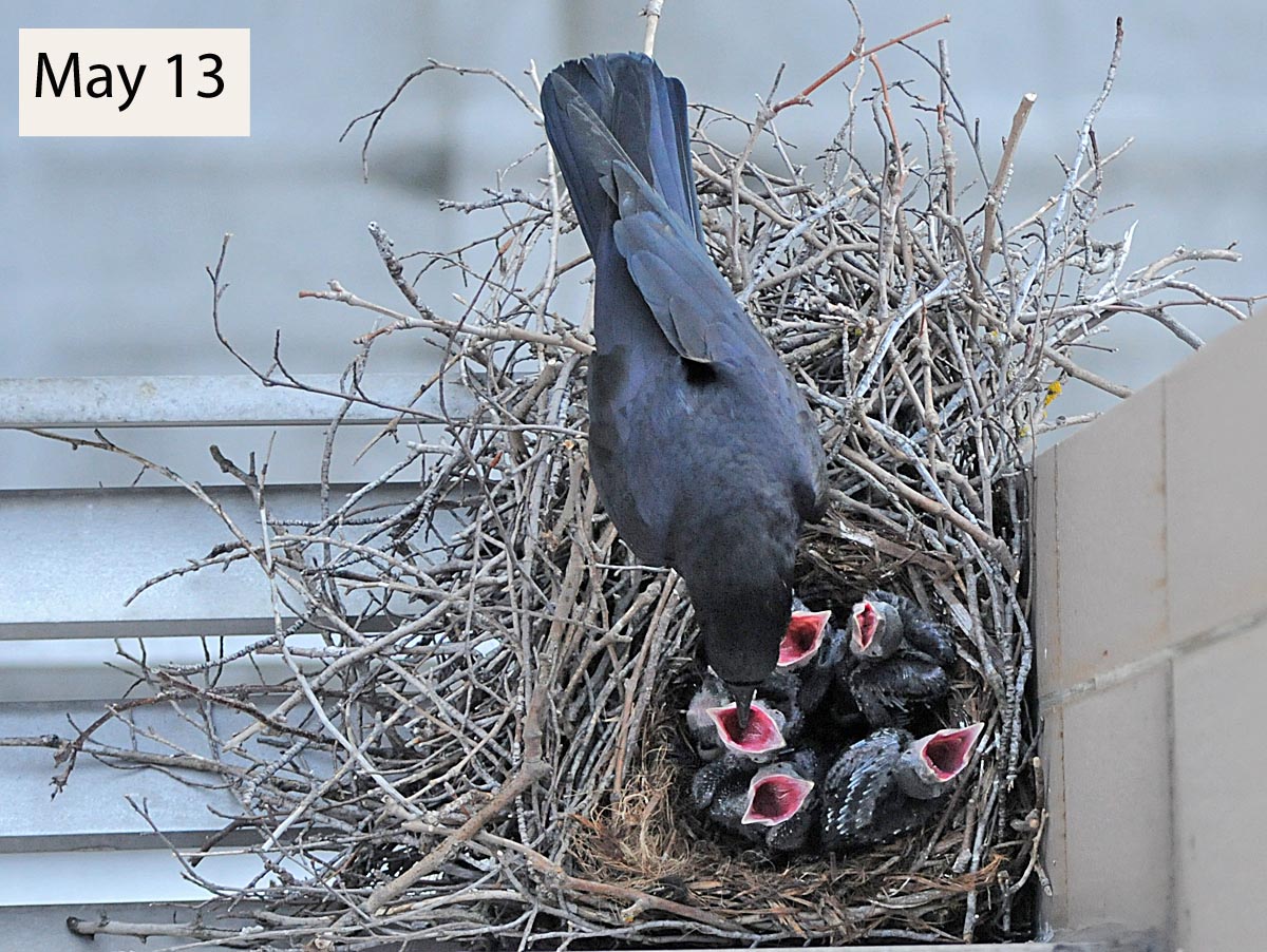 Northwest Nature Notes: A CROW FAMILY
