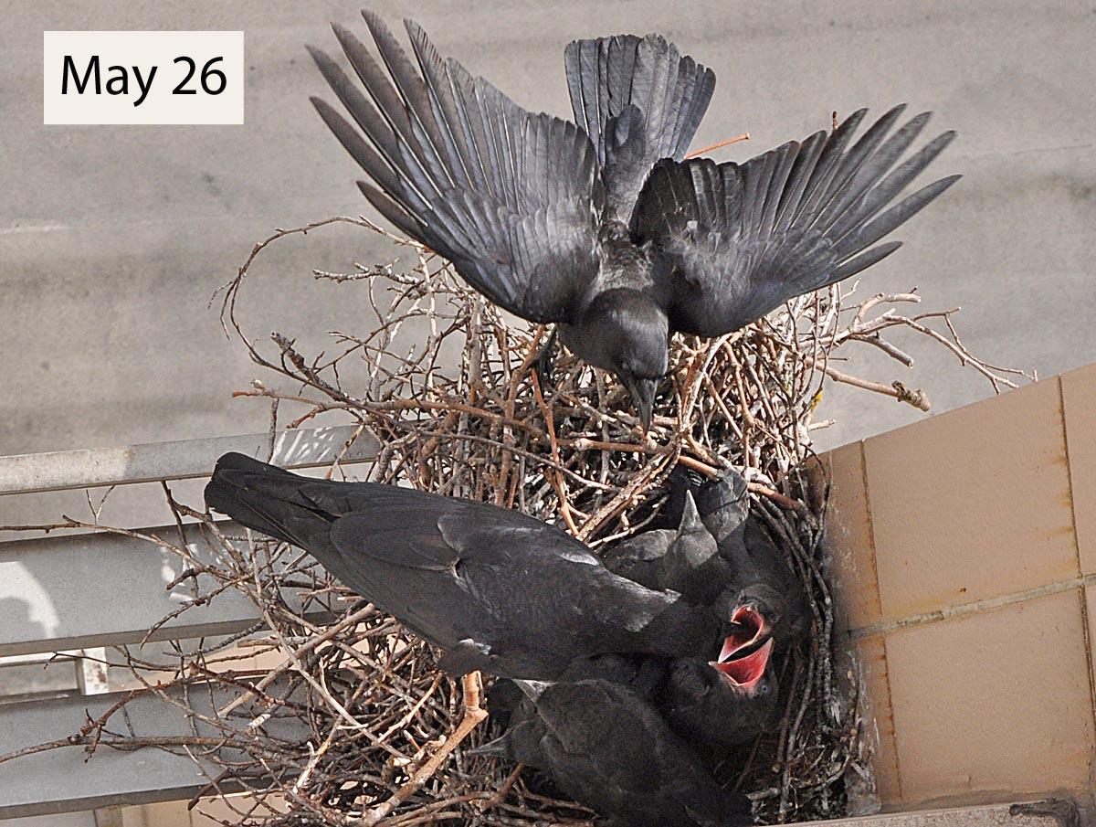 Northwest Nature Notes: A CROW FAMILY