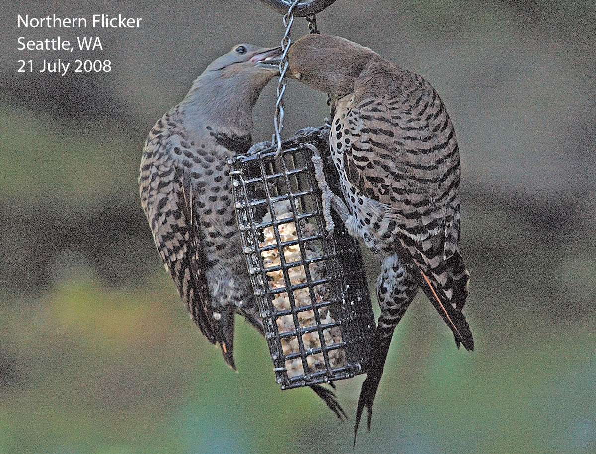 Northwest Nature Notes: 2010