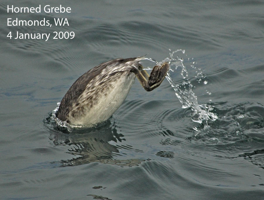 Northwest Nature Notes: DIVING BIRDS