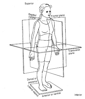 Exercise Anatomy for Students: The Anatomical Planes