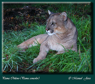 Fotografia de fauna chilena: Puma Chileno (Puma concolor)