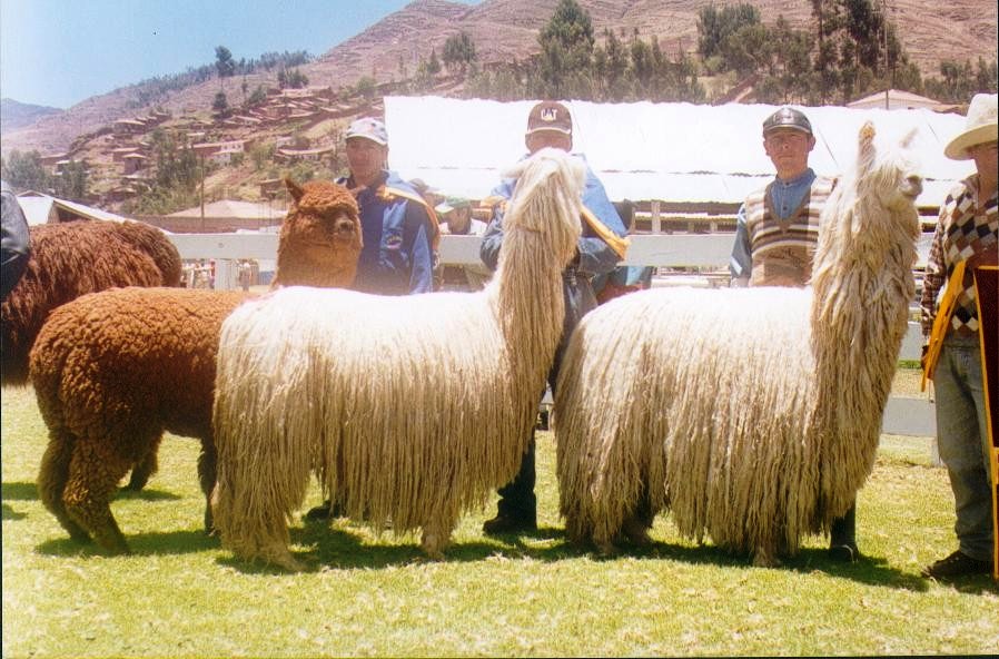 Gamarra habla: FIBRA Y PRENDAS DE ALPACA CONQUISTAN CUATRO NUEVOS MERCADOS