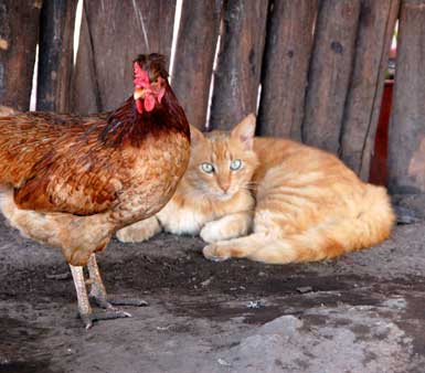 Comfort Food From Louisiana: Funny Odd Couples: Cats and Their Weirdo ...