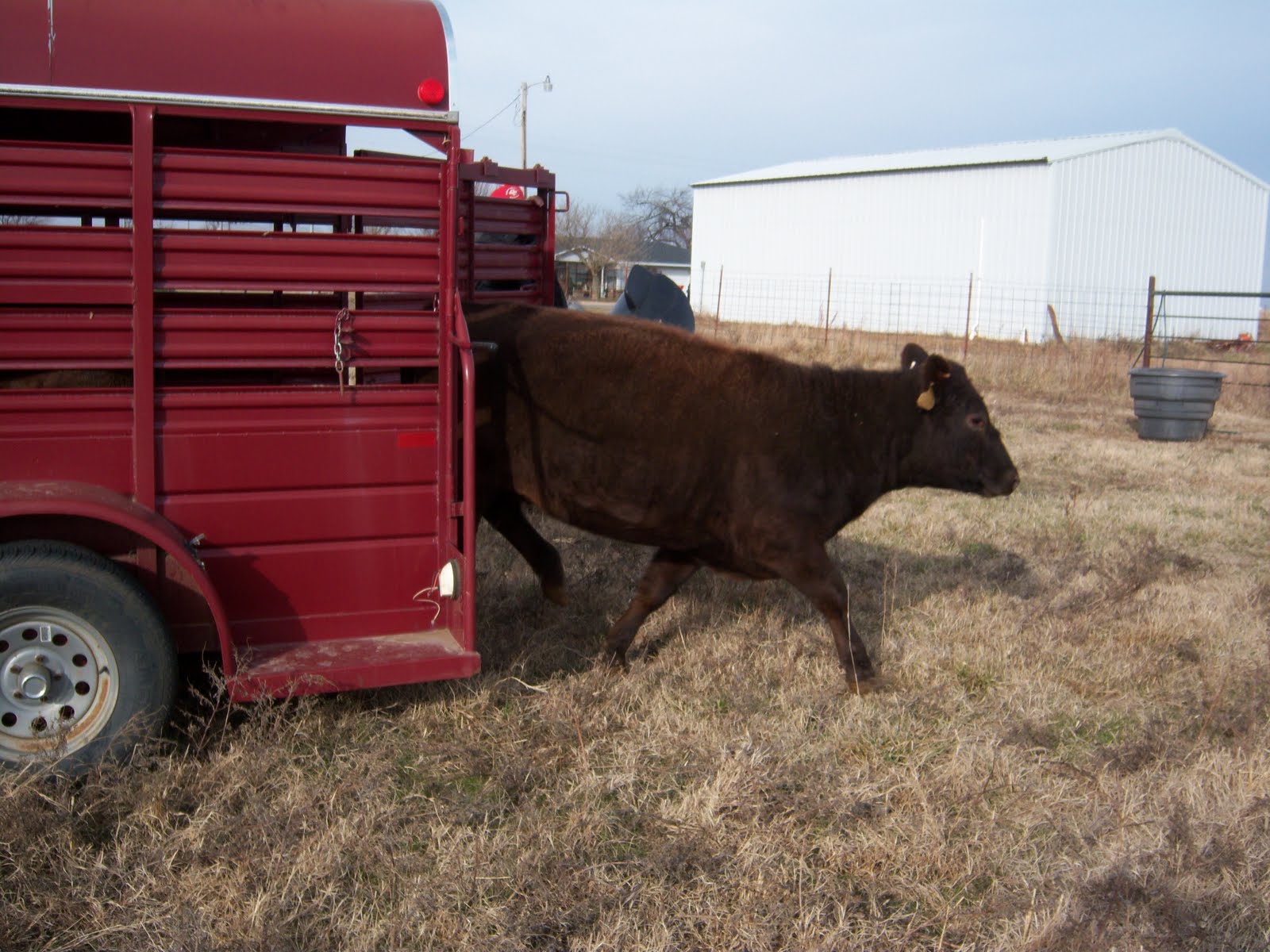 Surrey Hills Farm: Welcome Back, Cows