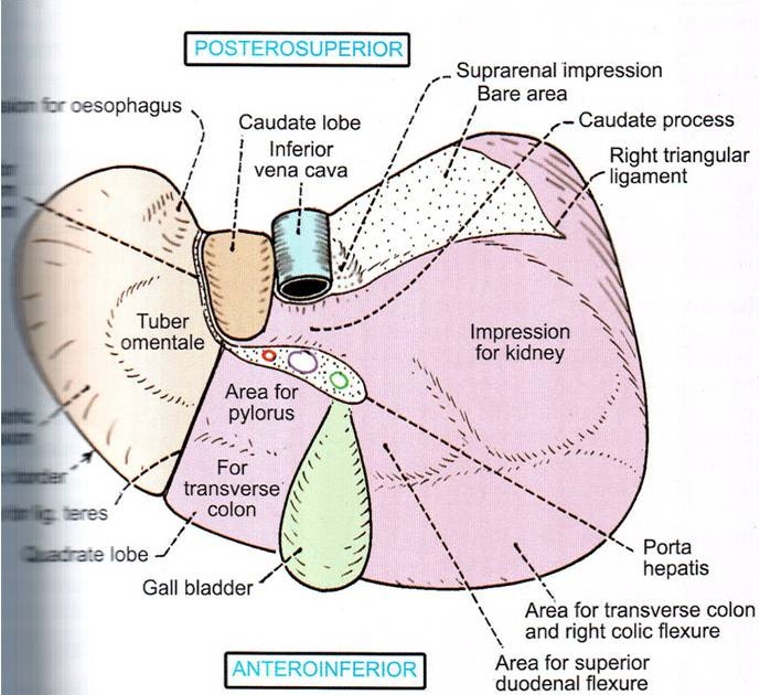 Liver- Ultrasonography