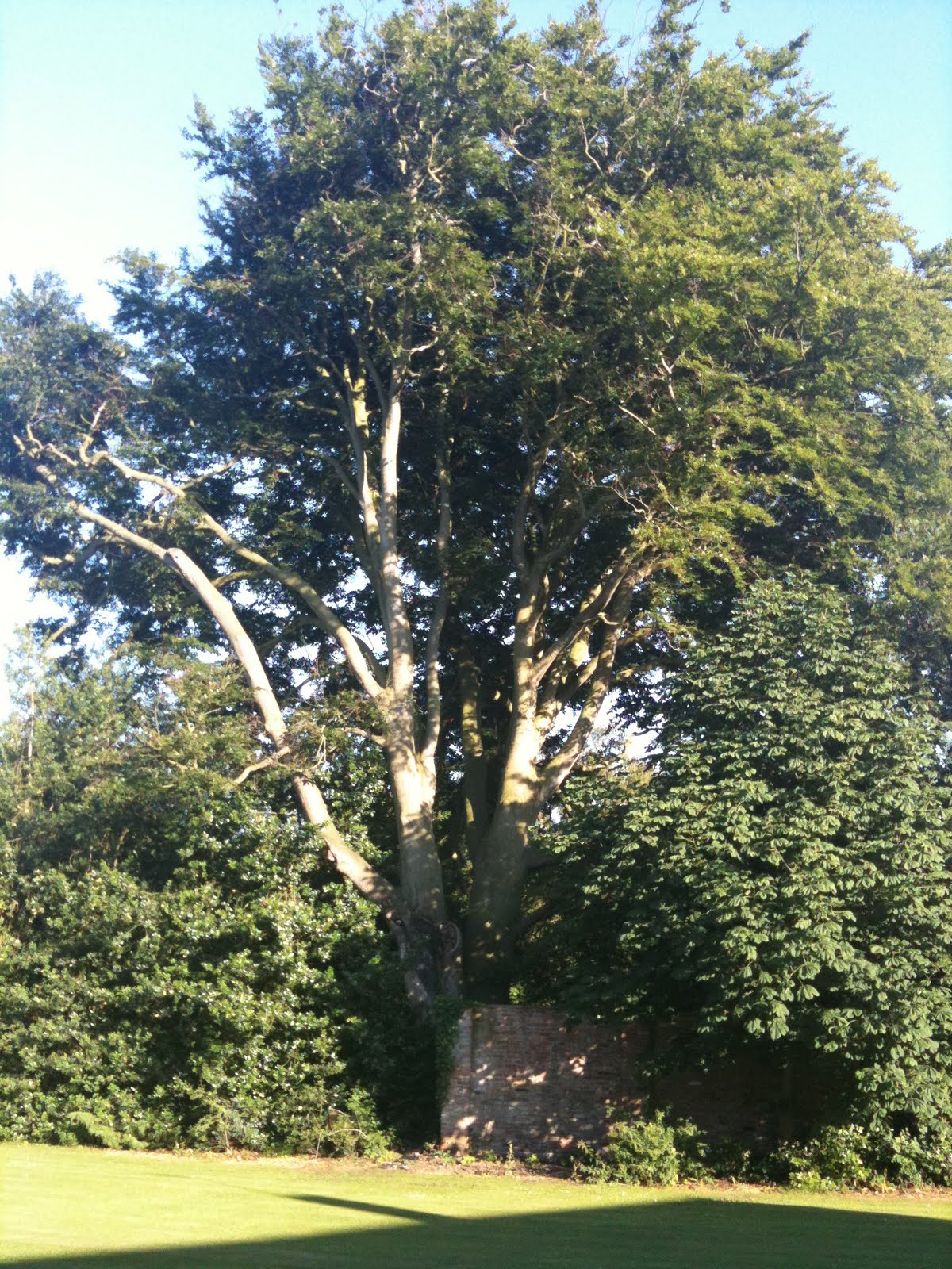 International Tree Society