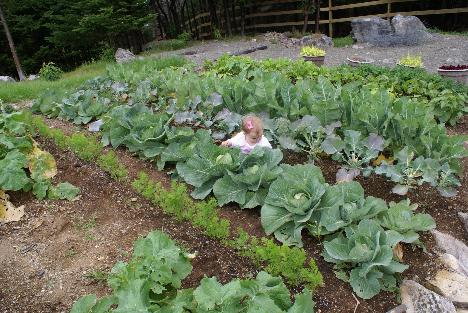 Cherishing Charlotte: Cabbage Patch Kid or Flower Child?