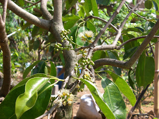 BAMBU KUNING NATURE - RUNY GARDEN: JAMBLANG PUTIH ( Si Putih Nan Menarik )