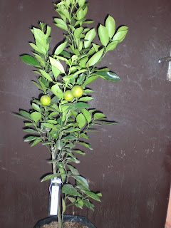 BAMBU KUNING NATURE - RUNY GARDEN: JERUK PERUNTUNGAN - JERUK MINI ...